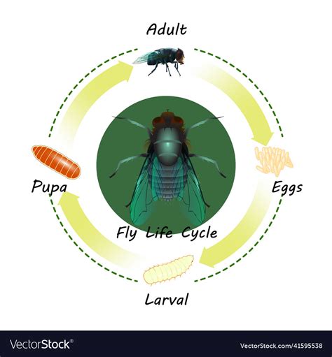 Image result for Fly Life Cycle