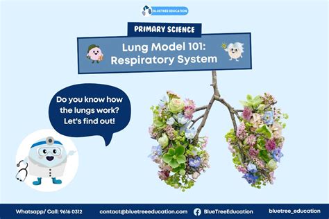 Image result for Simple Lung Model