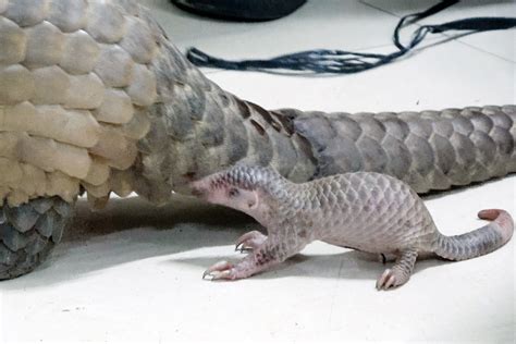 Image result for Video Con Te