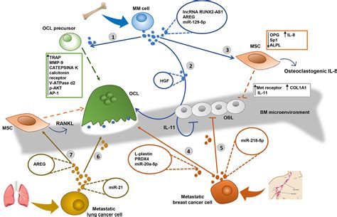 Image result for Bone Formation Signaling Pathway