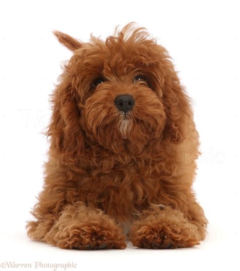 Image result for Red and White Cavapoo