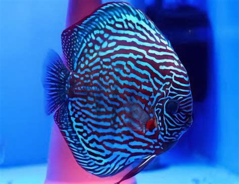Image result for Royal Blue Discus