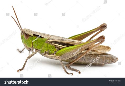 Image result for Cricket Insect Greenscreen