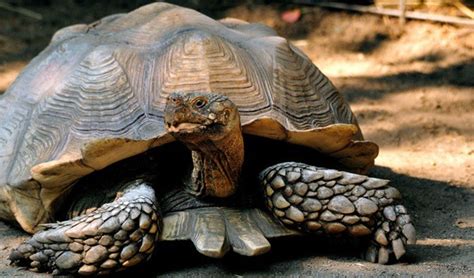 10 Weird and Wonderful Turtle and Tortoise Species - Tail and Fur
