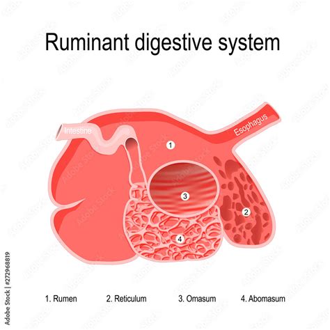 Image result for Ruminant Animals Digestive System
