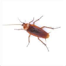Image result for The Flying Cockroach Attack Comple