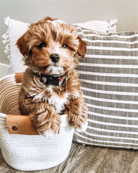 Image result for Golden Cavapoo