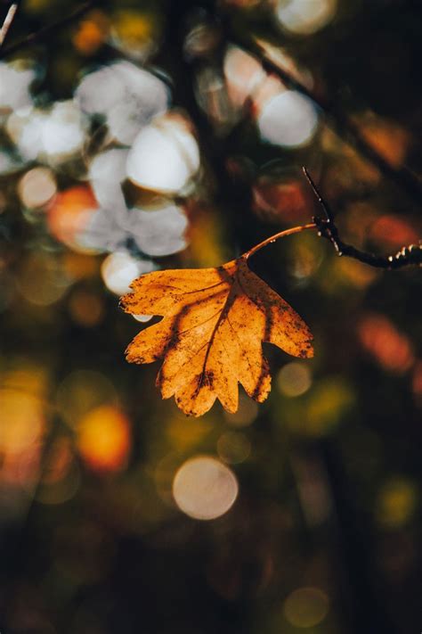 Image result for Sony A7r3 Focus Tutorial