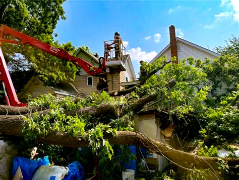 Image result for Tree Lift