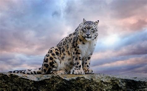 Image result for Snow Leopard Eating
