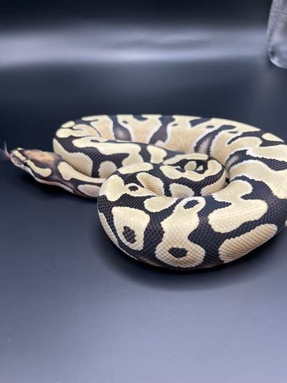 Image result for Ball Python Prank