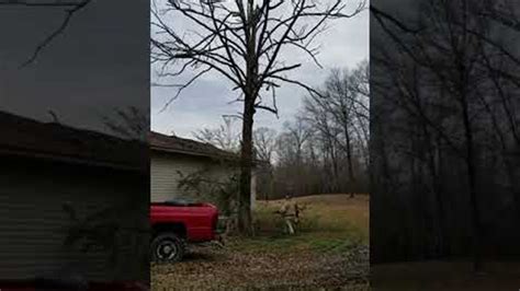 Image result for Tree Pull Fail