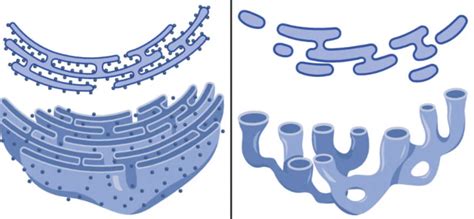 Image result for Endoplasmic Reticulum Function