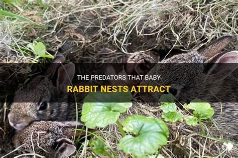 Image result for Rabbit Predators