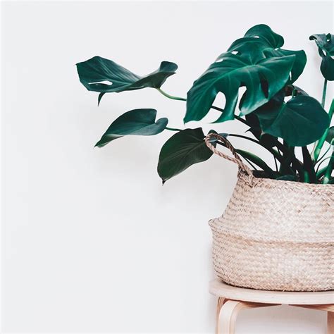 Image result for Dibble Dabble