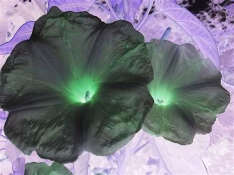 Image result for Invert Background Color