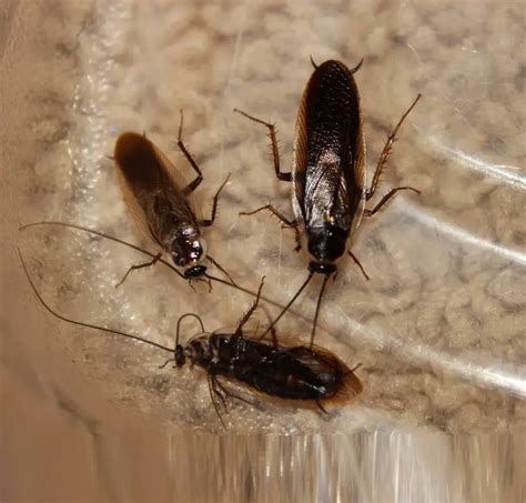 Image result for Little Cockroach