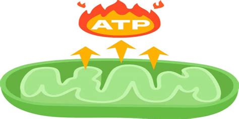 Image result for ATP Full Form Formula