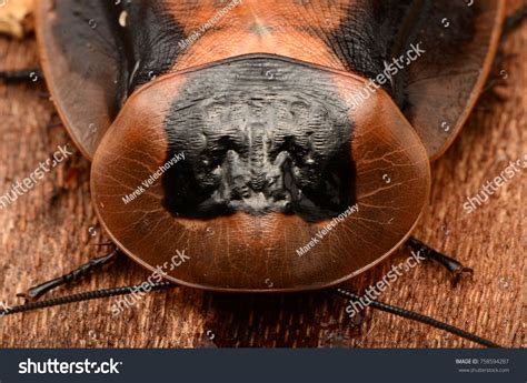 Image result for Big Cockroach