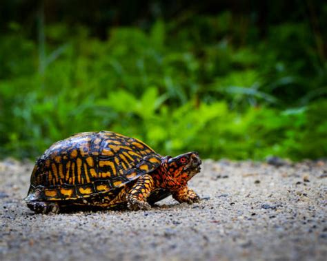 Image result for Orange Box Turtle