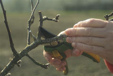 Image result for Pruning Fruit Trees Spring