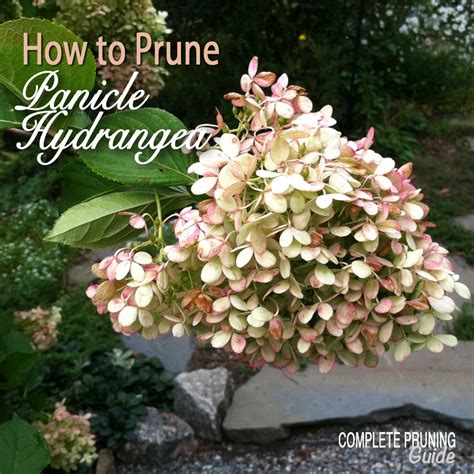 Image result for How to Prune Hydrangea Tree