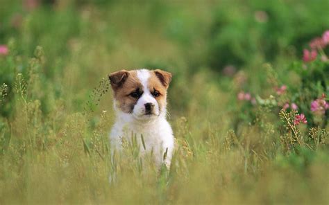 Image result for Pretty Dogs