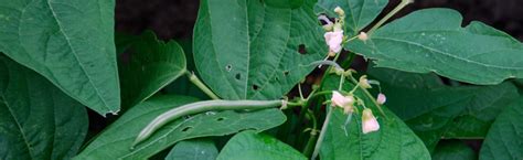 Image result for Pollinating Beans
