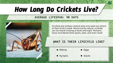 Image result for Cricket Insect Life Cycle