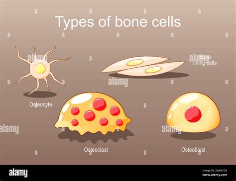 Image result for 2 Types of Bone Formation