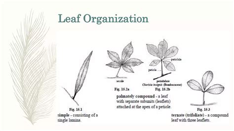 Image result for Morphological Classification System