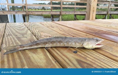 Lizard fish stock image. Image of mouth, saltlife, nature - 59055511