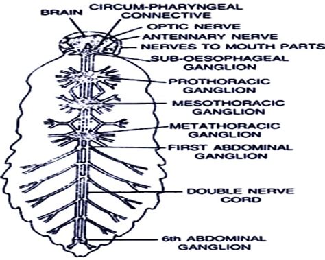 Image result for Cockroach Nervous System
