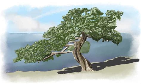 Image result for Tree Image TP Draw