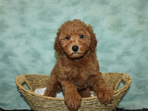 Image result for Disney Pixar Red Cavapoo Image