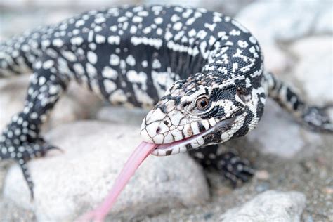 Image result for Different Lizard