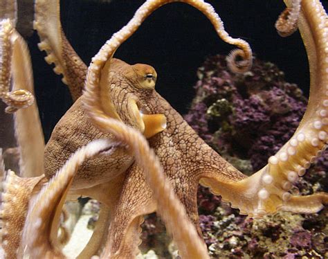 Image result for Dancing Octopus