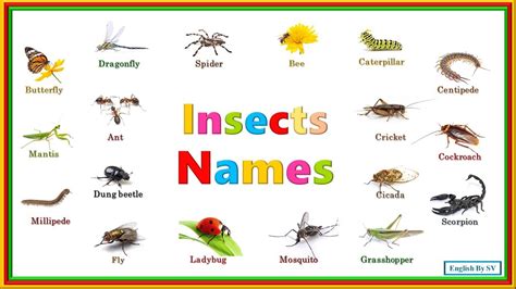 Image result for Insects Animals List