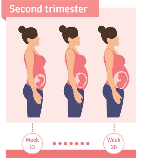 Image result for Second-Trimester Embryo Development