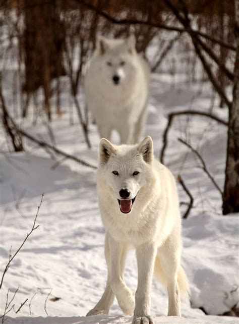 Image result for Wolves in Winter