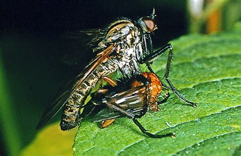 Image result for ASP Insect