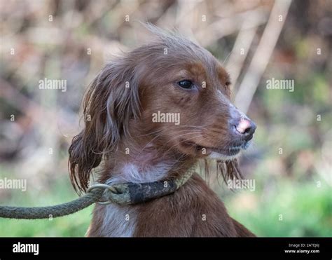 Image result for Working Cocker Training