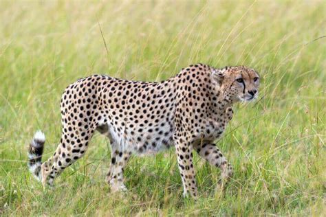 Image result for How Fast Can a Wolf Run