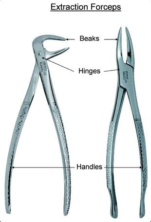 12: EXTRACTION FORCEPS | Pocket Dentistry