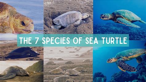 Image result for Sea Turtle Types