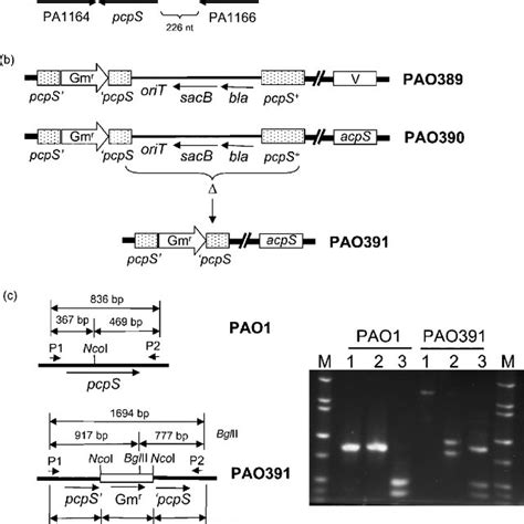 Image result for How to Use Pcps