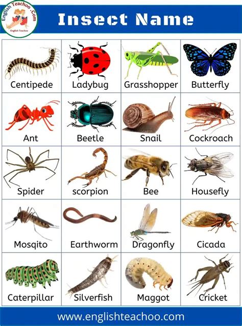 Image result for Insects and Names