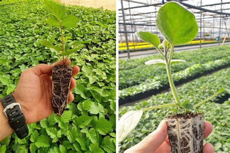 Image result for How to Plant Raspberry