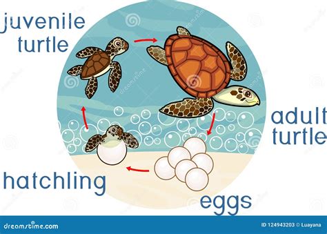 Image result for Snapping Turtle Life Cycle
