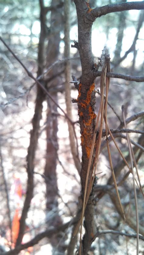Image result for Cherry Tree Rust